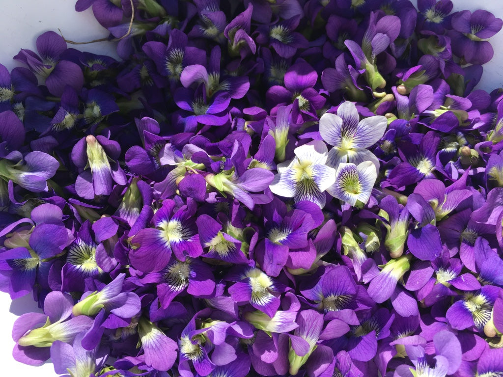 The Lesbian Flower – Suntrap Botanical