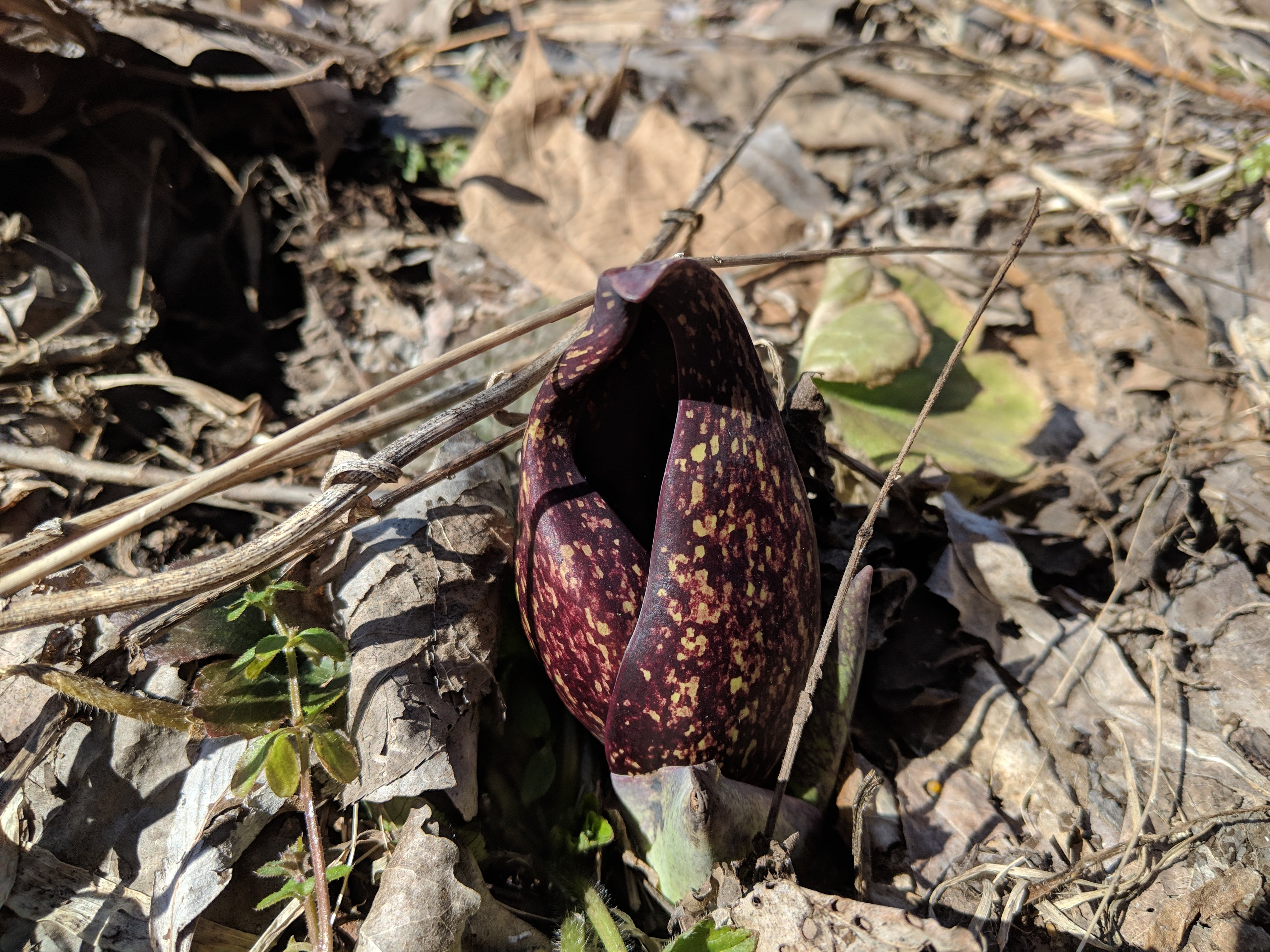 Skunk Cabbage: hottest plant in the swamp, a thermogenesis story ...